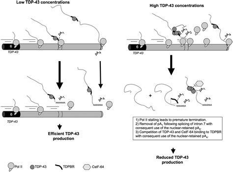 Autoregulation Of Tdp Mrna Levels Involves Interplay Between Transcription Splicing And