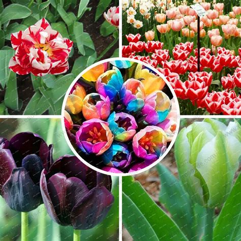 100 шт пакет Горячий Микс 22 цвета на выбор оптовые продажи в форме тюльпана от растения