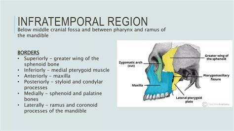 Temporal And Infratemporal Regions Pptx