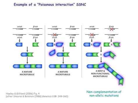 Ppt Gene Interaction Powerpoint Presentation Free Download Id5445959