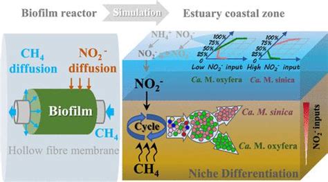 亚硝酸盐依赖性厌氧甲烷氧化过程中的微生物生态位分化 Environmental Science Technology X MOL