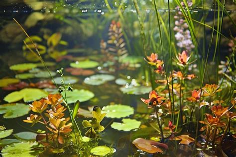 Exploring The Role Of Plants In Pond Ecosystems Ar Generative Ai Premium Ai Generated Image