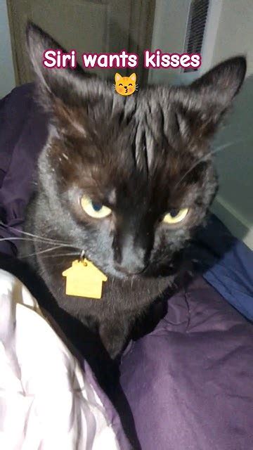 Siri Kisses Genx Mycat Cptsd Adhd Audhd Vlog Soberiety Recovery