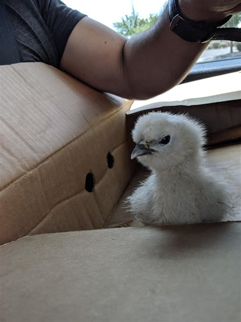 Got A Silkie Didnt Realize They Dont Sex Them Any Guesses As To