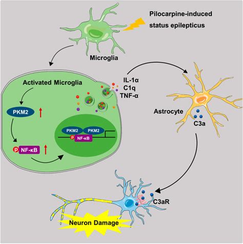 Microglia Pkm2 Mediates Neuroinflammation And Neuron Loss In Mice