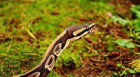 Why Is My Ball Python Burrowing 7 Common Reasons Voyo Pets
