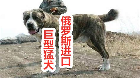 收了只150斤的巨型猛犬中亚牧羊犬祖辈俄罗斯进口运输花了这么多钱 YouTube