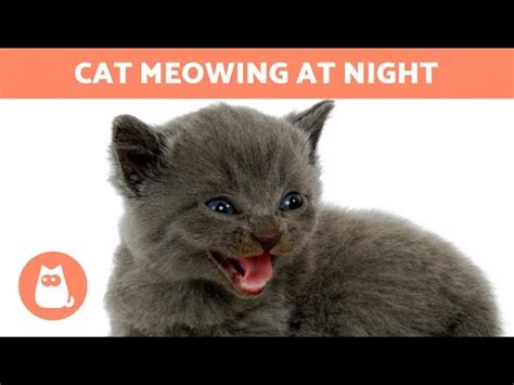 My Cat Meows At Night Why And What To Do Youtube