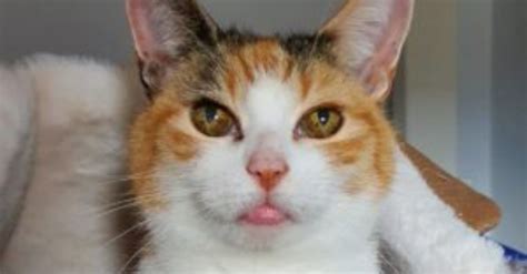 Rodent Ulcers Aka Indolent Ulcers In Cats Tails Tips 43 Off