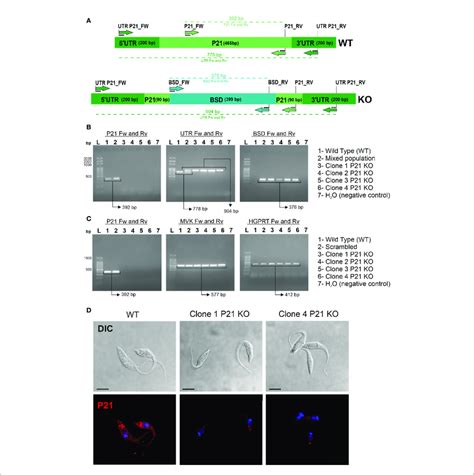 | Confirmation of P21 knockout clones. (A) Schematic representation of ...