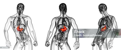 3d 렌더링 의료 일러스트 레이 션의 위 3차원 형태에 대한 스톡 사진 및 기타 이미지 3차원 형태 건강관리와 의술