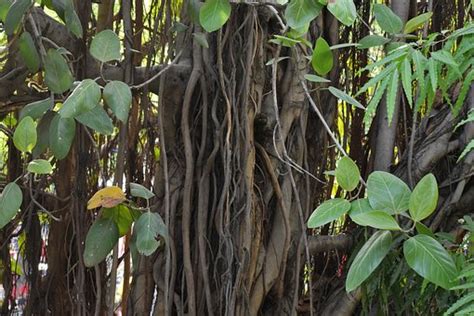 3 Free Malayan Banyan And Tree Images Pixabay