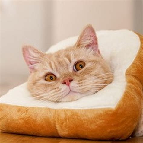 Kitty Bread Youtube