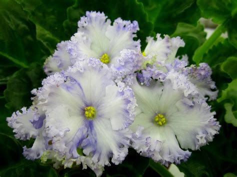 Фиалка вечная молодость 41 фото 41 фото