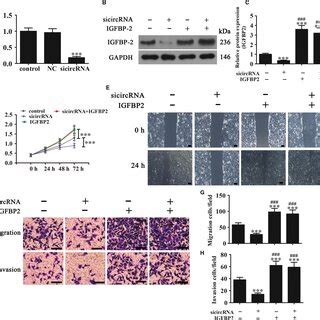 Silencing Circular RNA VANGL1 CircVANGL1 Inhibits Bladder Cancer BC