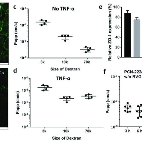 Huvec Cell−cell Junctions Stained For Zo−1 A Without Treatment And Download Scientific