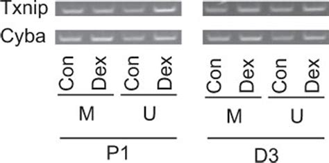 Tet3 Mediates Stable Glucocorticoid Induced Alterations In Dna