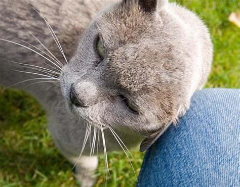 American Wirehair Cinsi Kedi Özellikleri ve Bakımı
