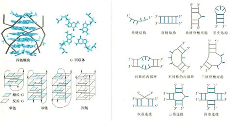 Rna二级结构的多样性 Momowiki