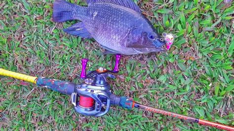 Mancing Ikan NILA MUJAIR Menggunakan Teknik CASTING TALAPIA