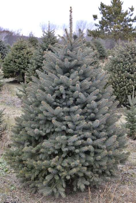 Blue Spruce Christmas Tree Christmas Delivered