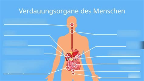 Das Verdauungssystem Des Menschen Diagram Quizlet