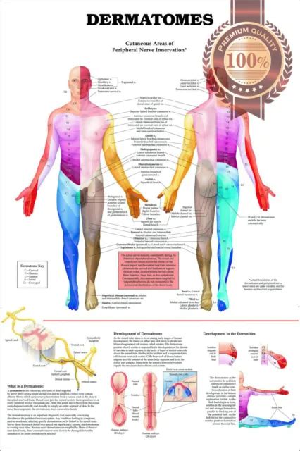 DERMATOMES DIAGRAM NERVOUS System Trigger Point Anatomy Chart Premium