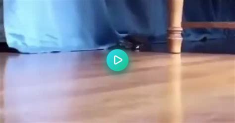 Turtles Are Evolving Album On Imgur