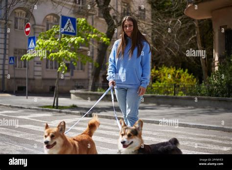 Cheerful Young Woman Walking With Two Corgis On A Leash Friendly