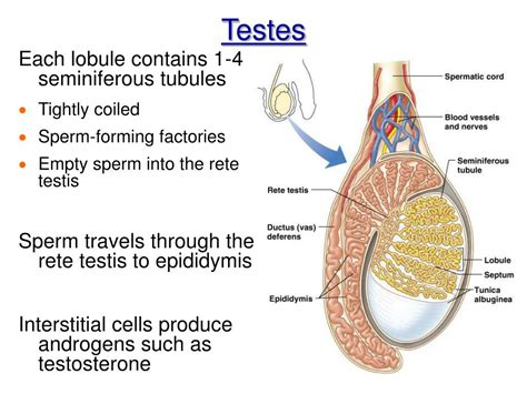 Ppt Chapter 16 The Reproductive System Intro And Male Powerpoint