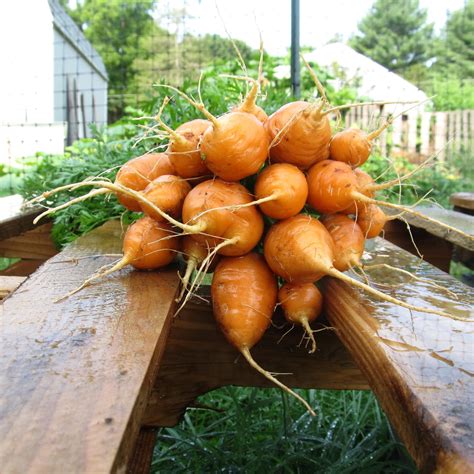 Parisian Carrot Organic Seeds Hudson Valley Seed Company