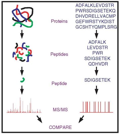 Considerations For Constructing A Protein Sequence Database 41 Off