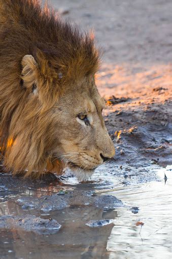 숫나사 Lion 술마시기 저수시설 갈기에 대한 스톡 사진 및 기타 이미지 갈기 공원 남쪽 Istock