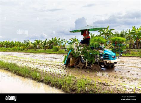 The Latest Advancements In Rice Planting Machines And Agricultural Technology Empowering