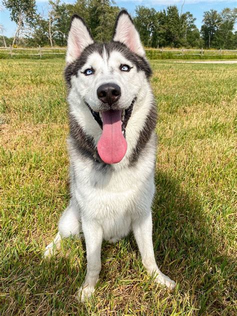 Introducir 65 Imagen Que Raza Son Los Perros Que Parecen Lobos