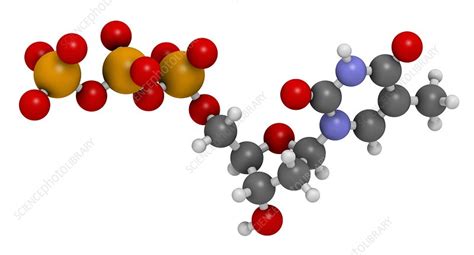Thymidine Triphosphate Molecule Stock Image F0106837 Science