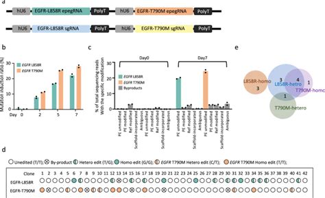Robust And Inducible Genome Editing Via An All In One Prime Editor In Human Pluripotent Stem Cells