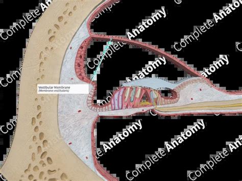 Vestibular Membrane Complete Anatomy