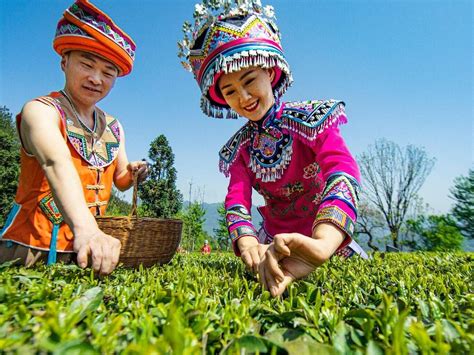 中国茶文化沿一带一路走向世界 见道网