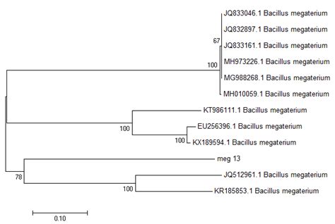 16s rrna sequence tree generated with the neighbor joining method with