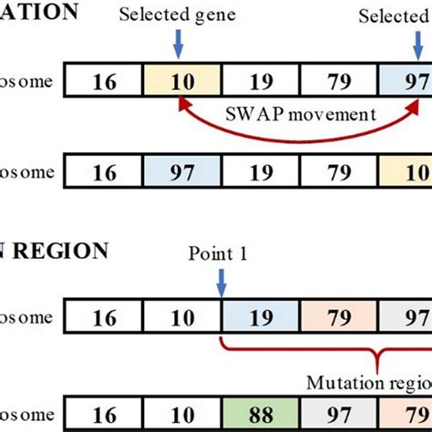 Swap Mutation And Mutation Region Download Scientific Diagram