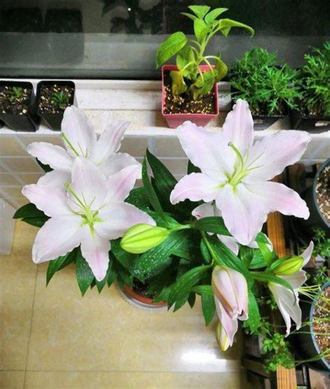 盆栽百合种球种植方法从上盆到开花学会了赶紧栽一盆 百合花
