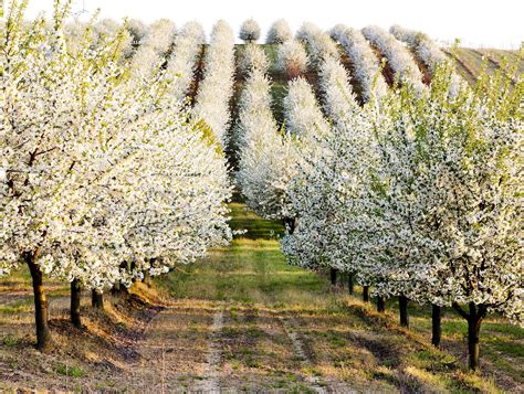 Homepage Anfic The Australian Nurserymens Fruit Improvement Company