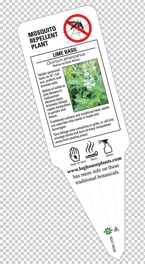 Catnip Plants Perennial Plant Basil Lavender Png Clipart Area Autumn