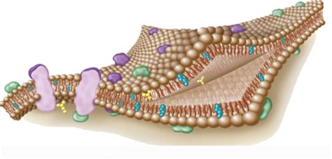 Lipids Membranes Proteins And Transport Flashcards Quizlet