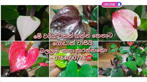 පැකේජ් 465👉චොකලට් ජෑන්ට් මිස්ටික් ටියුරෙන්සා ඇලෙක්සියා වයලට් අමාලියා මේ