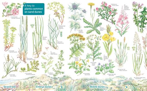 Grass Identification Chart A Visual Reference Of Charts Chart Master