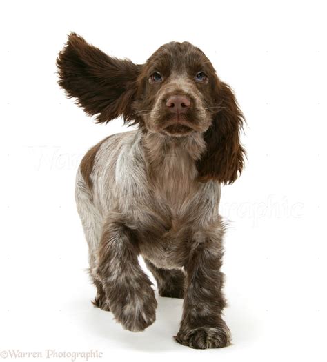 Dog Chocolate Cocker Spaniel Pup Photo Wp17541