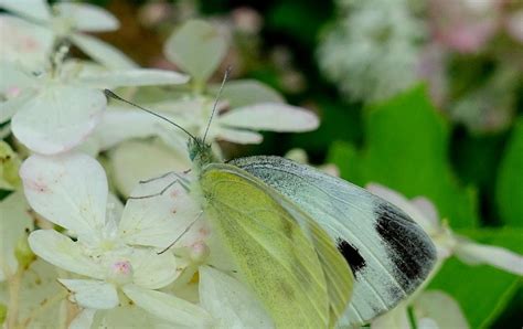 M U G G E N B E E T Scheefbloemwitje