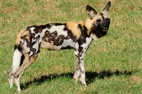 Herbivores Wild Animal Best Blog Rare Wild Animals In Uk